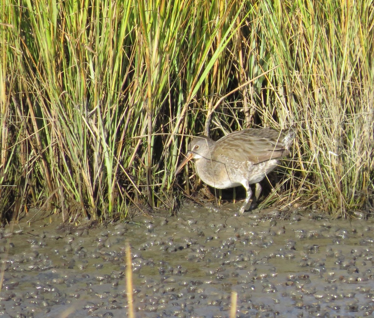 eBird Checklist - 20 Oct 2013 - Prime Hook NWR--Fowler Beach Rd./Fowler ...