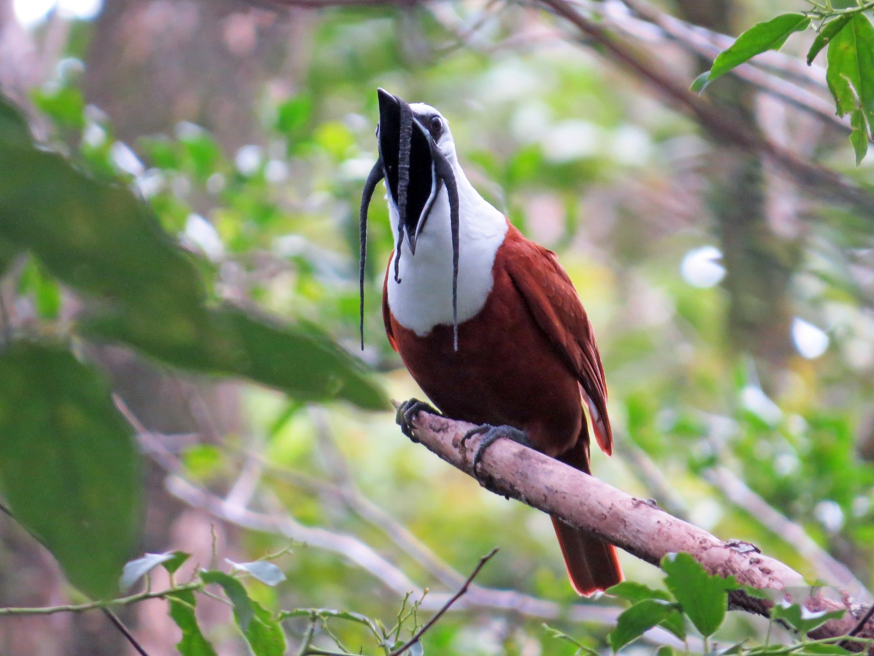 Three-wattled Bellbird - eBird