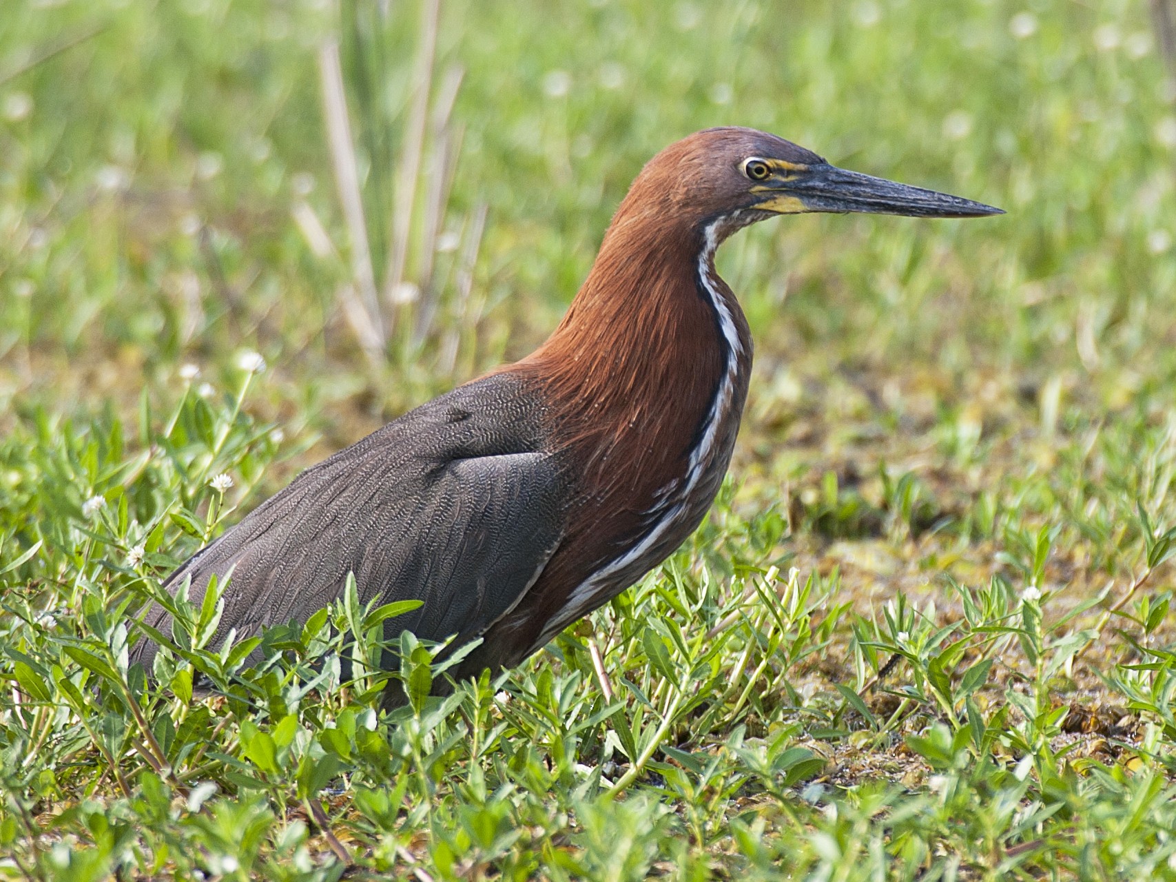 Rufescent Tiger-Heron - eBird