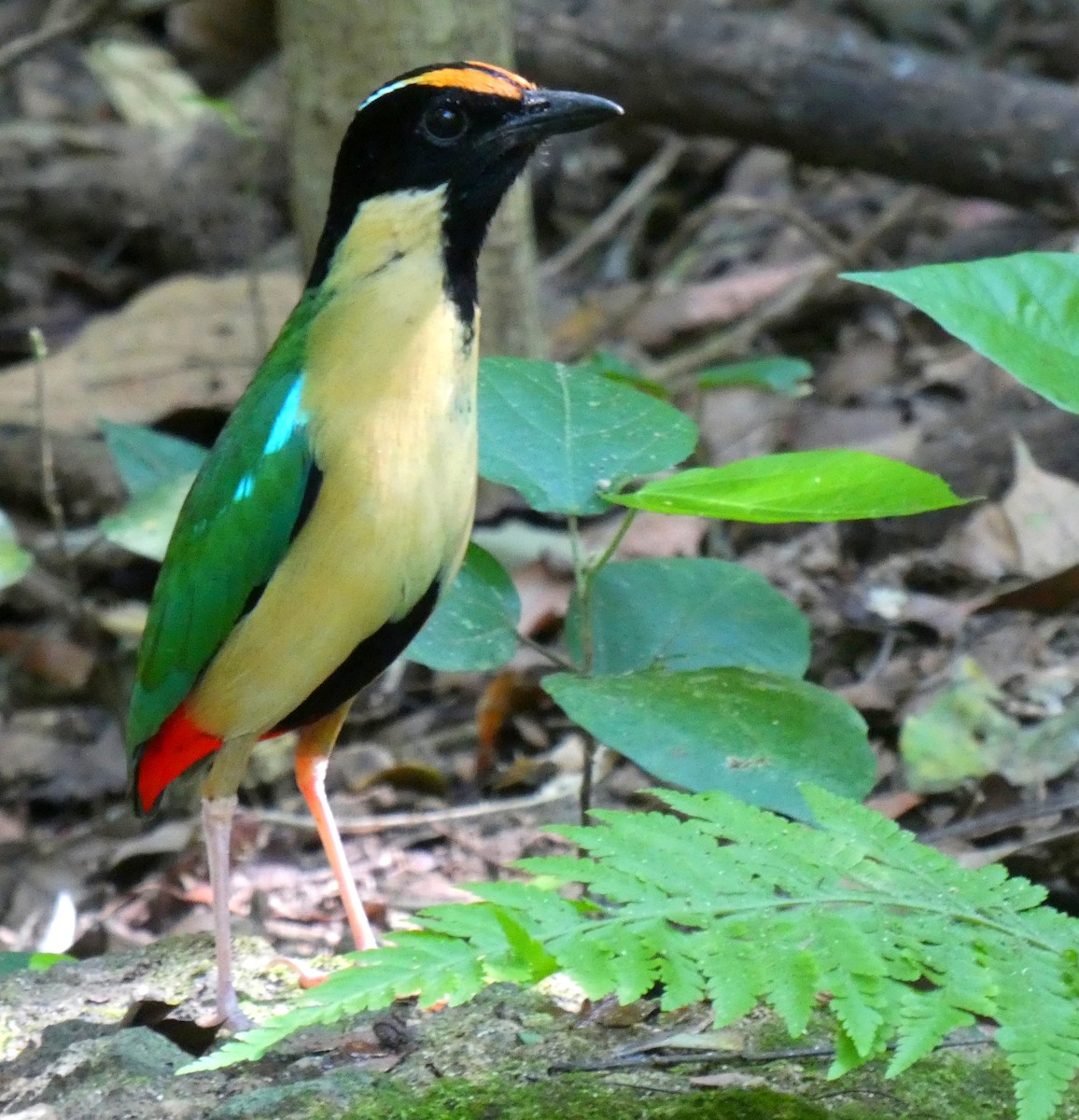 ML478719871 Ornate Pitta Macaulay Library