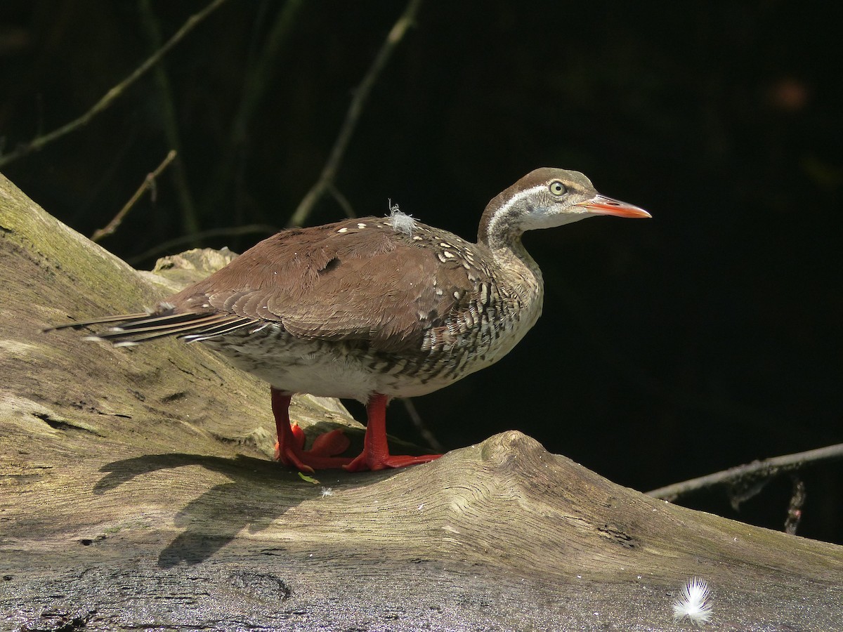 African Finfoot - Podica senegalensis - Birds of the World