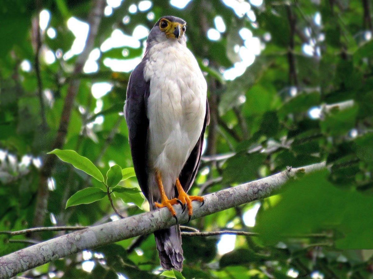 Slaty-backed Forest-Falcon - Micrastur mirandollei - Birds of the World
