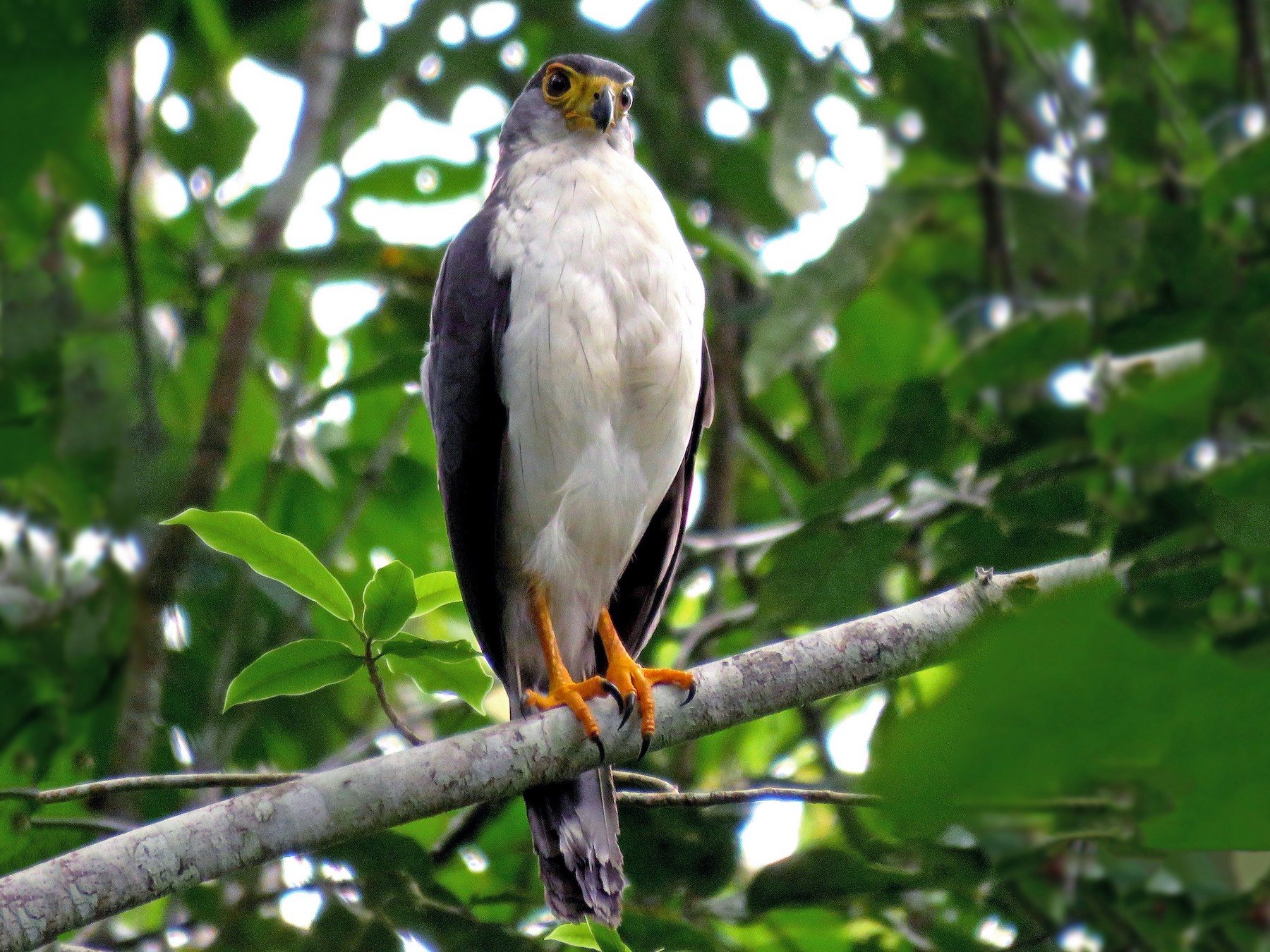 Slaty-backed Forest-Falcon - eBird