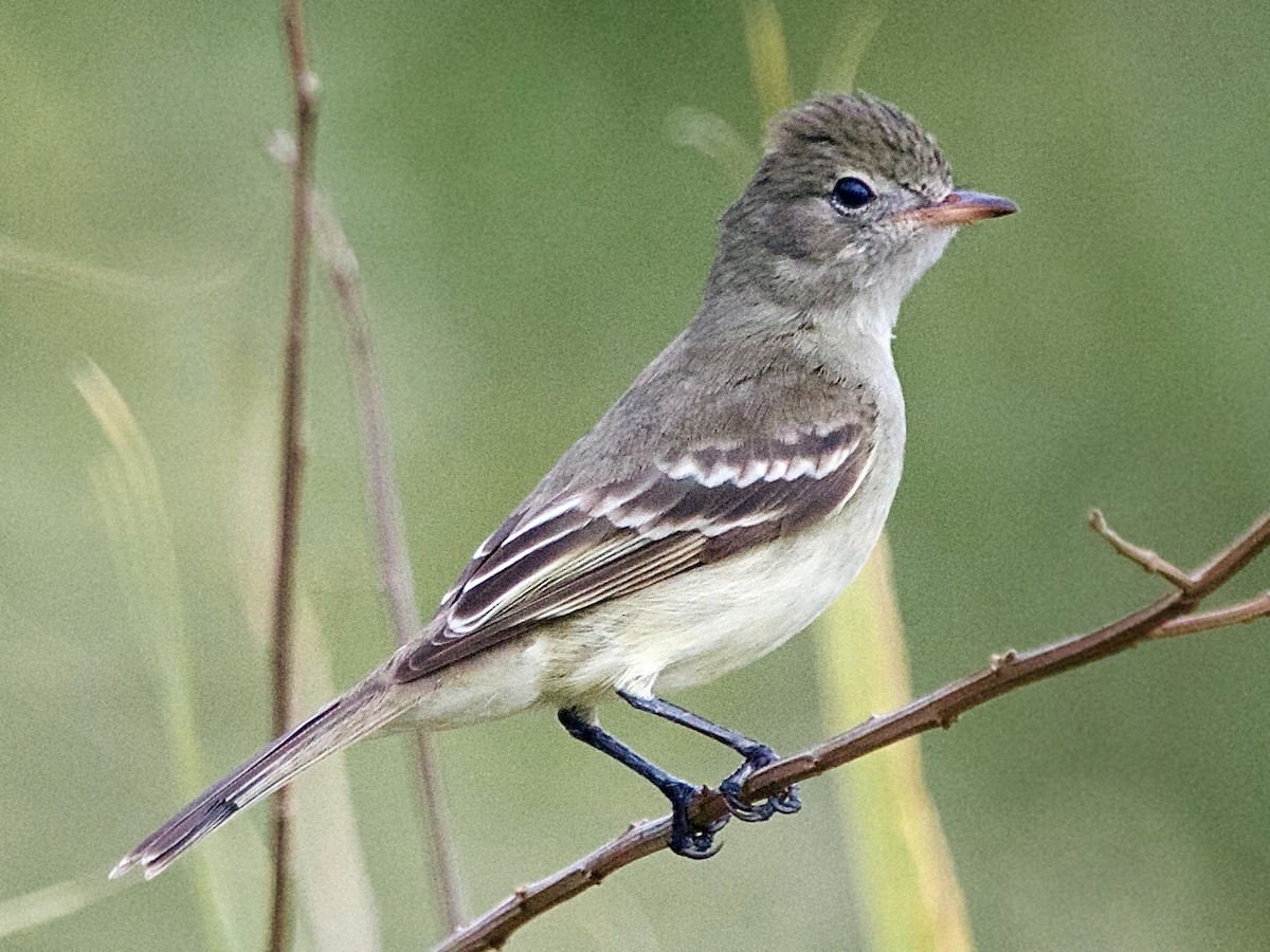 Lesser Elaenia - Elaenia chiriquensis - Birds of the World
