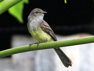 Northern Scrub-Flycatcher - Sublegatus arenarum - Birds of the World