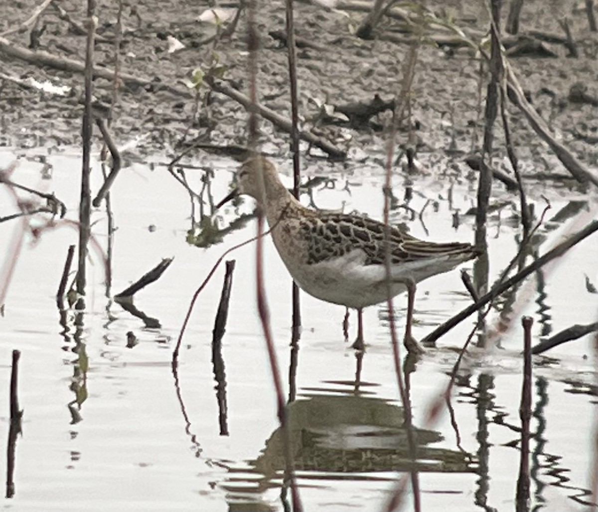 eBird Checklist - 27 Aug 2022 - Mohoff Marsh, Ankeny NWR - 28 species
