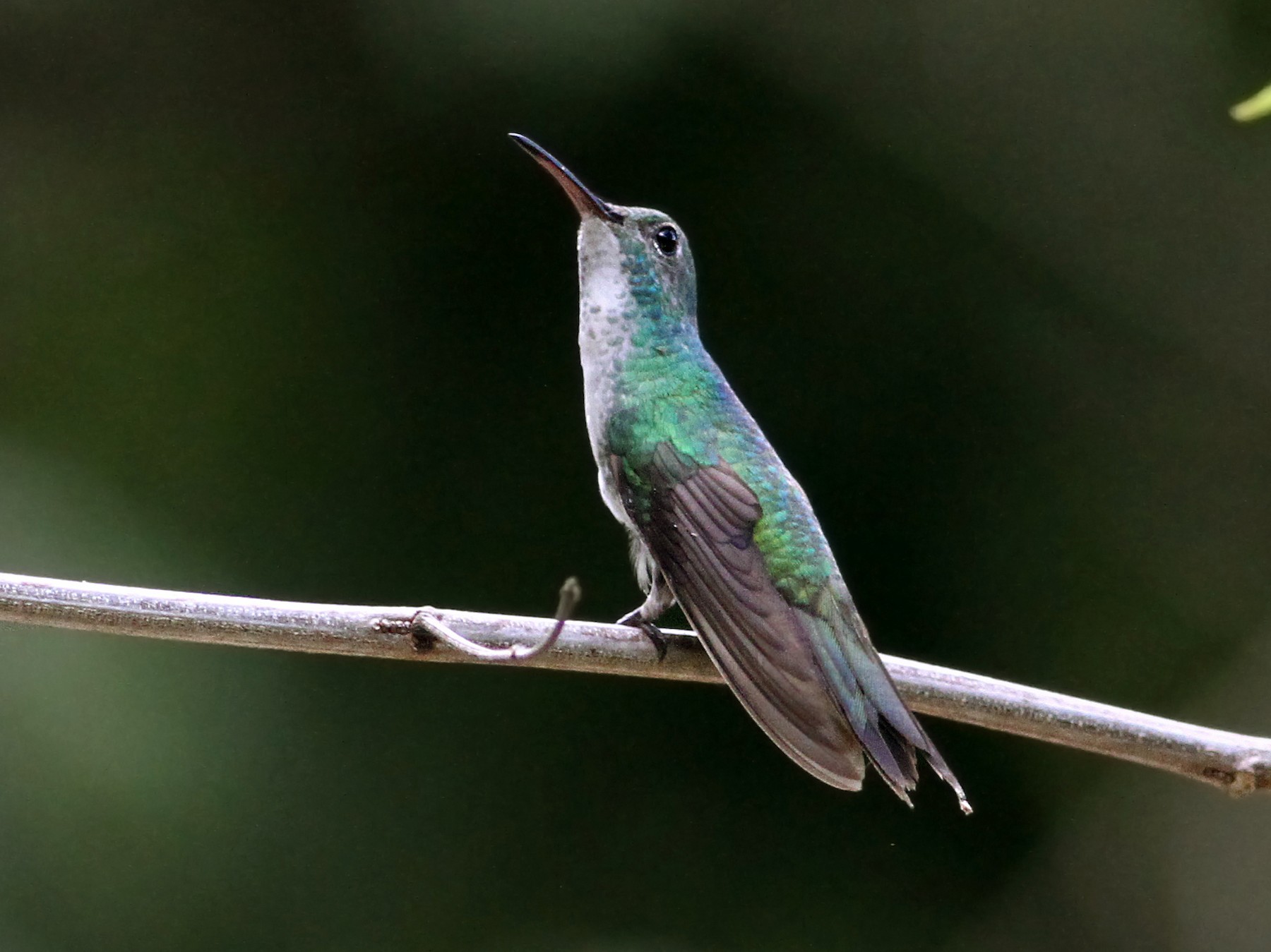 Mangrove Hummingbird - eBird