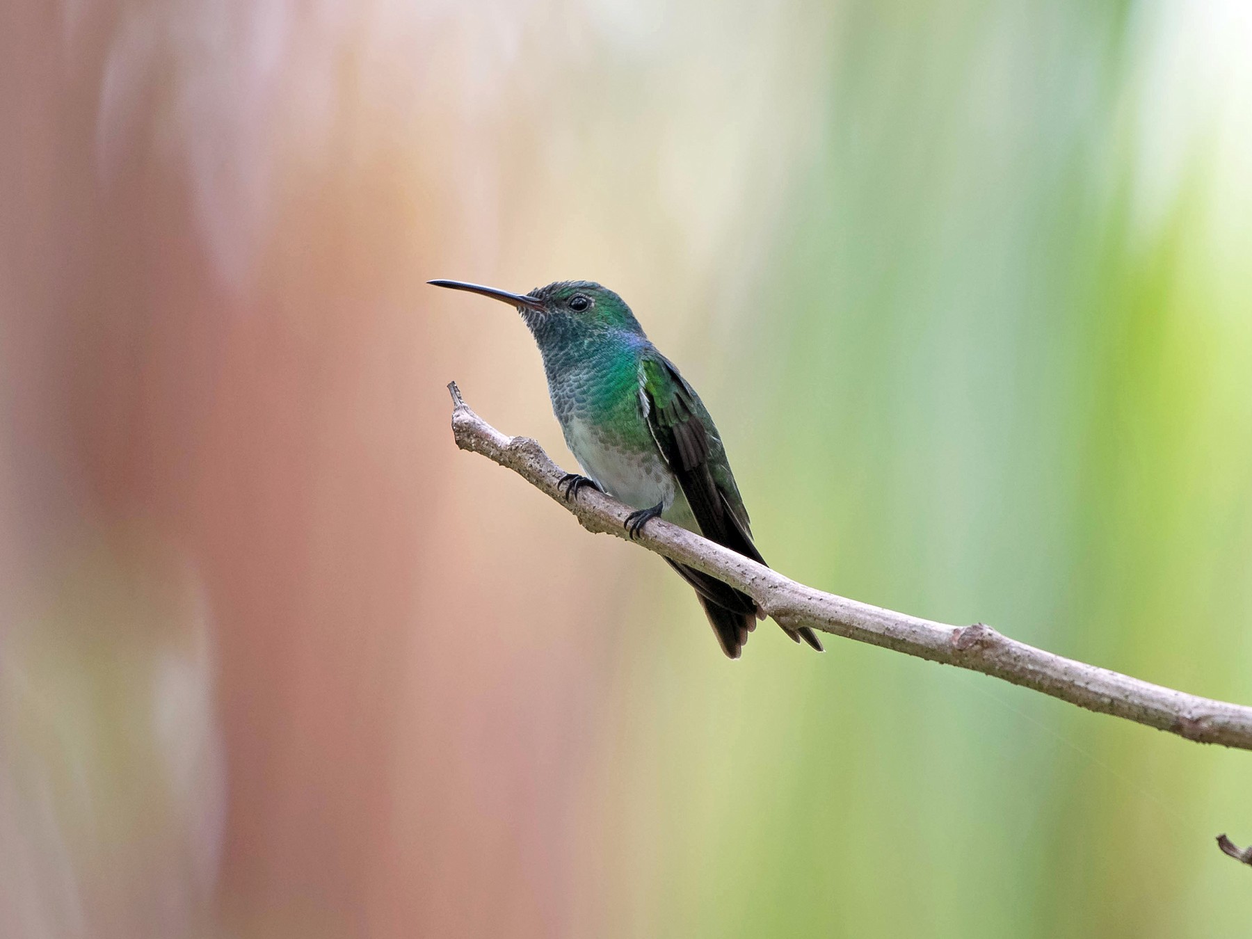 Mangrove Hummingbird - eBird