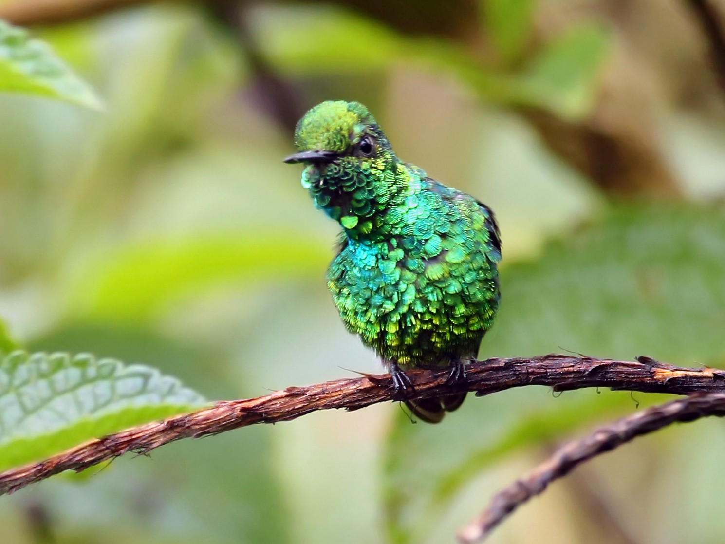 Garden Emerald - eBird