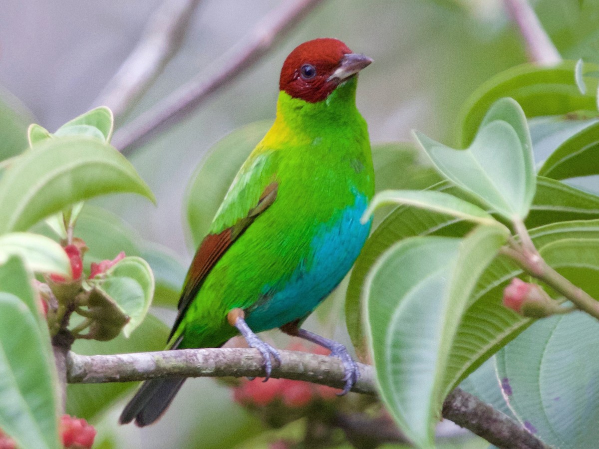 Rufous-winged Tanager - Tangara lavinia - Birds of the World