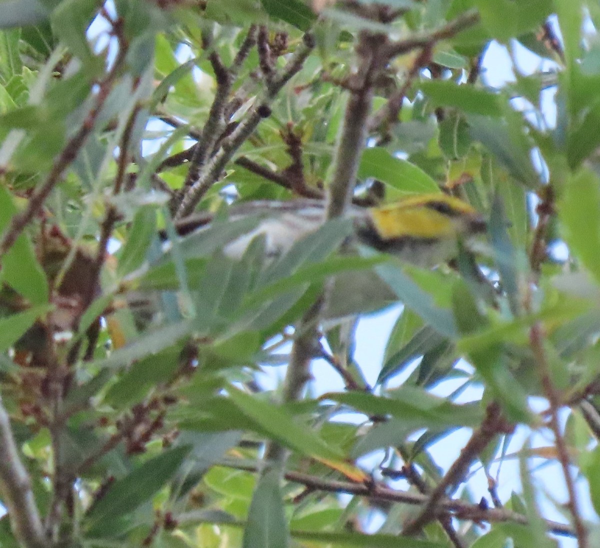 eBird Checklist - 26 Aug 2022 - FL, Personal residence - 1 species