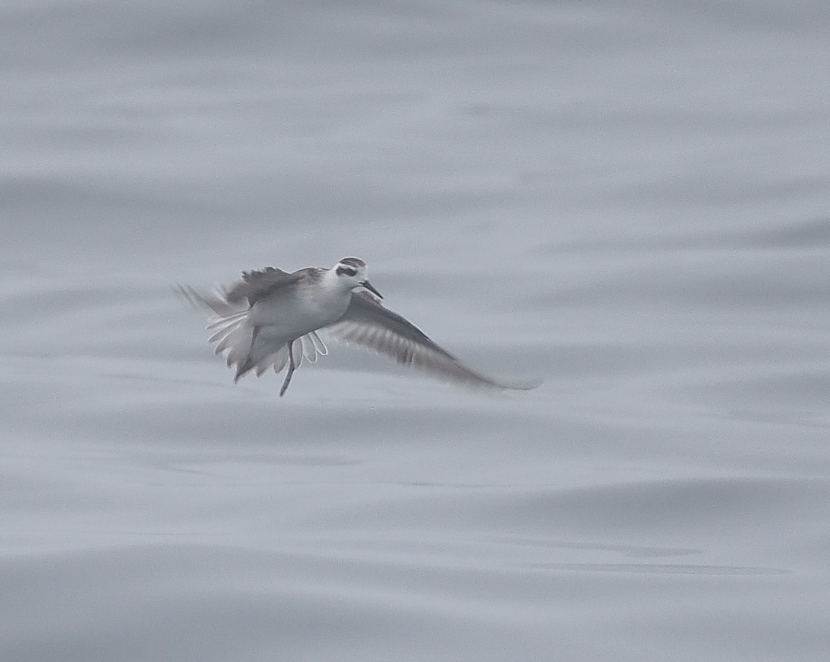eBird Checklist - 21 Aug 2022 - Bodega Pelagic 8/21 leg 2 - 6 species