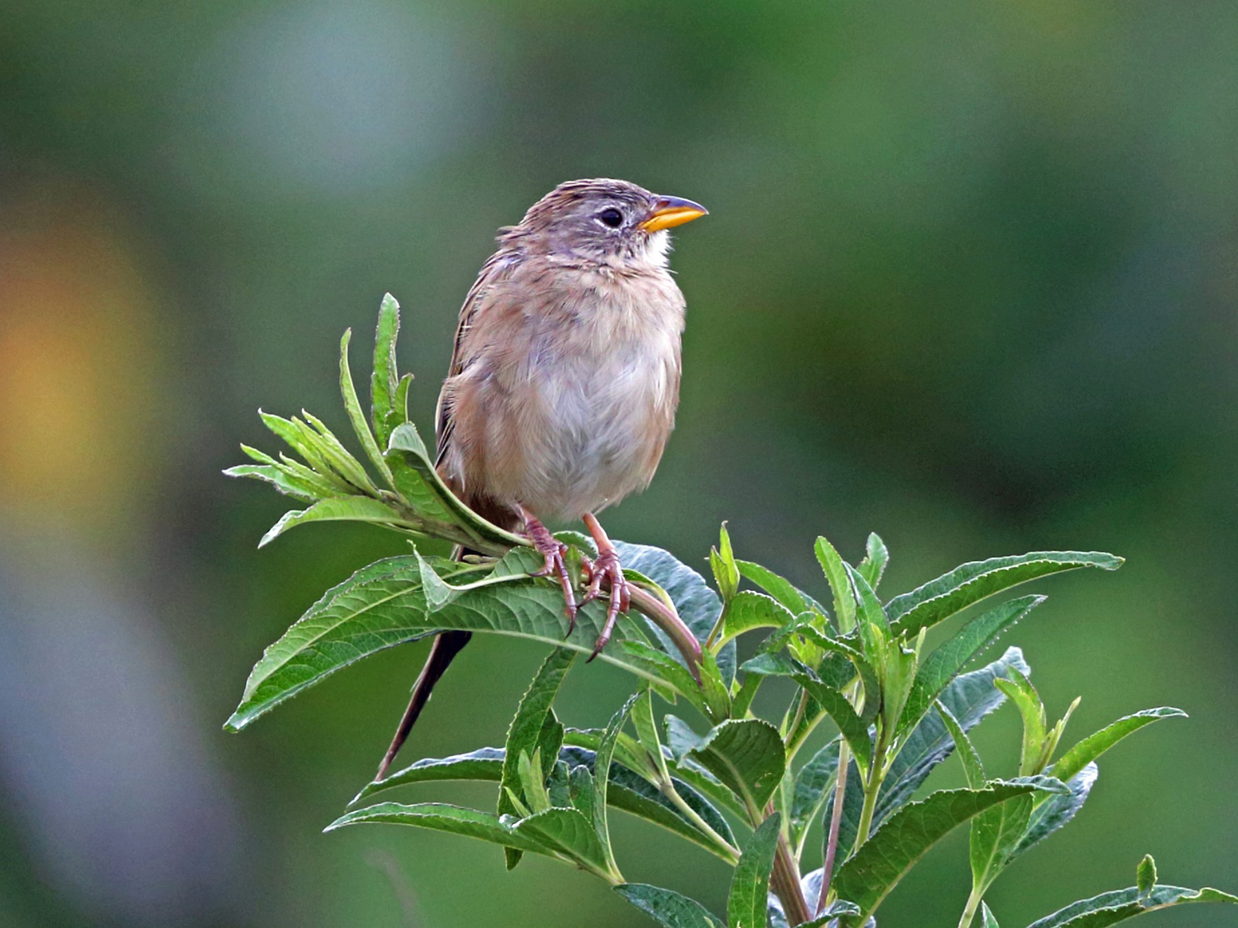 Wedge-tailed Grass-Finch - eBird