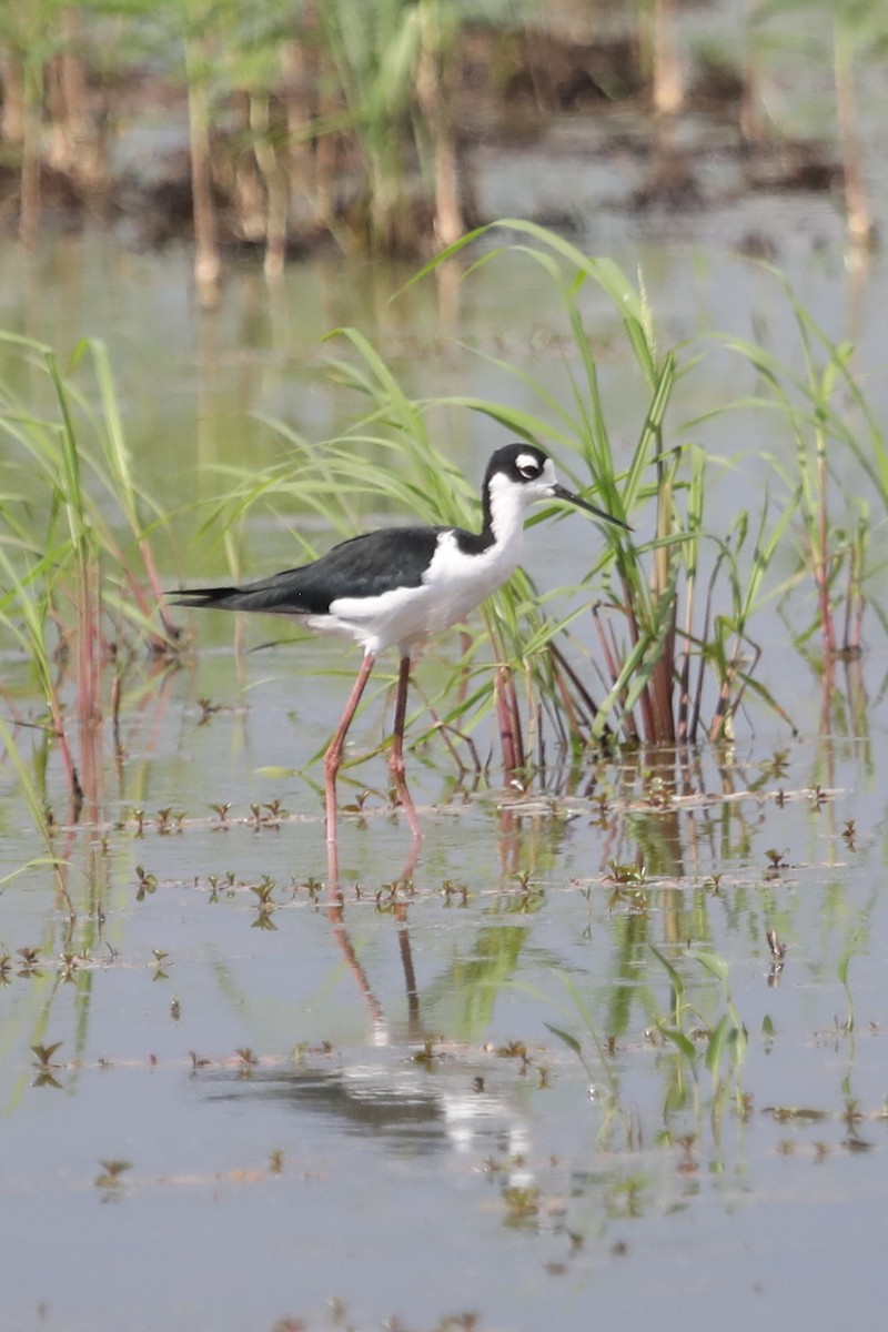 eBird Checklist - 27 Aug 2022 - Red River NWR--Bayou Pierre Unit Yates ...