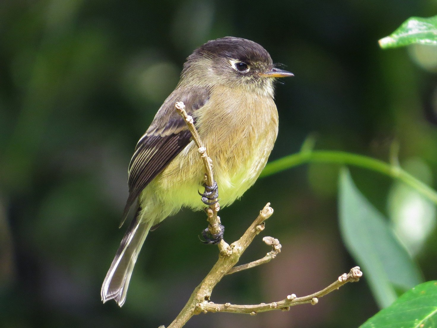 Black-capped Flycatcher - eBird