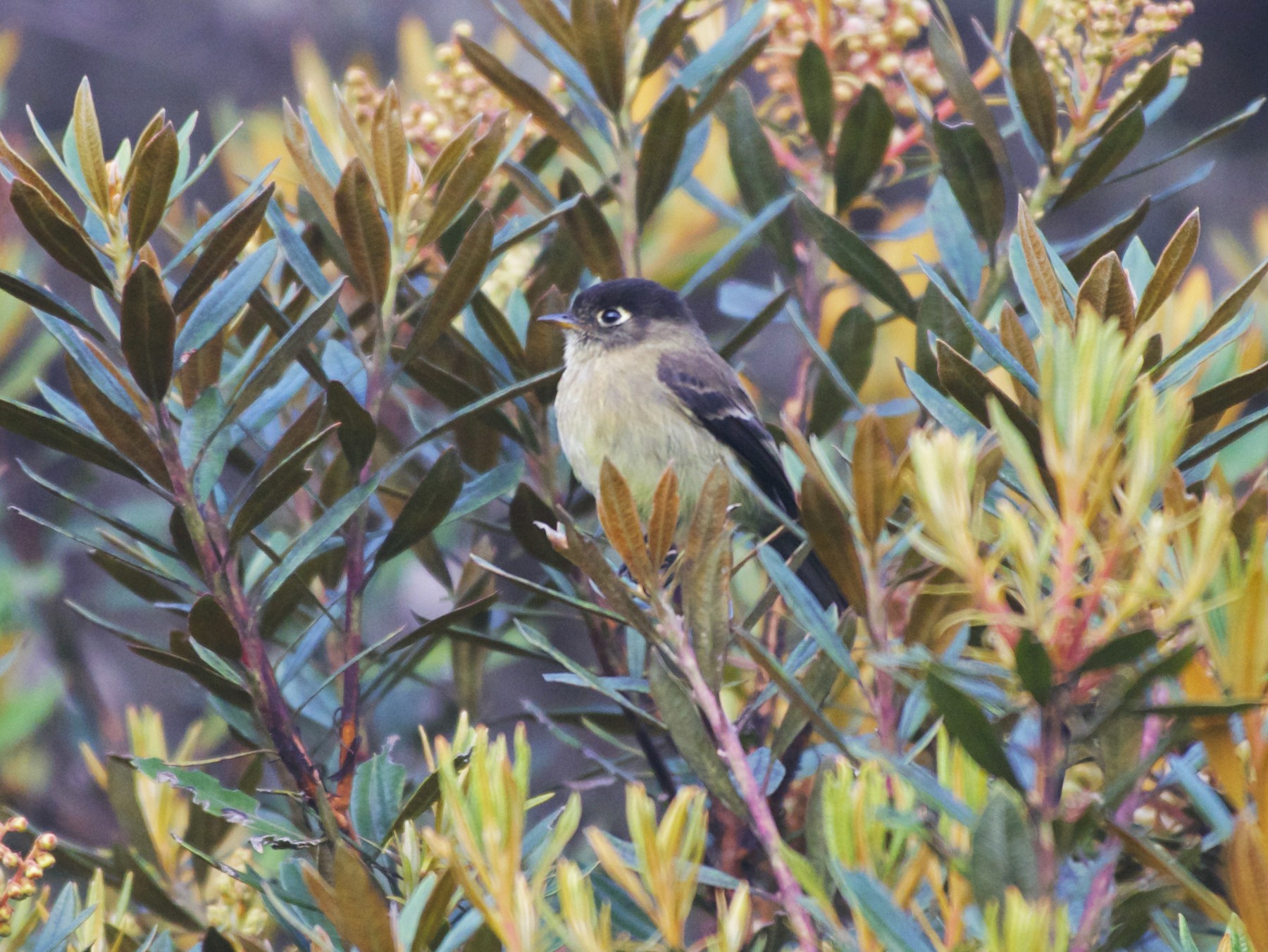 Mosquero Cabecinegro - eBird