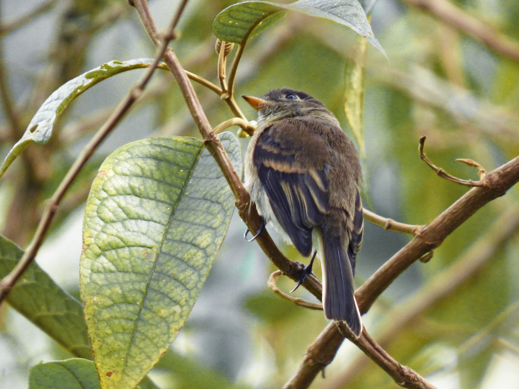 Black-capped Flycatcher - eBird