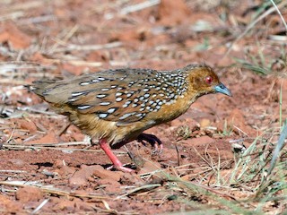 Ocellated Crake - Micropygia schomburgkii - Birds of the World