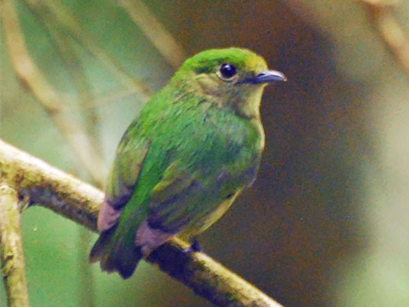 Blue-crowned Manakin - eBird