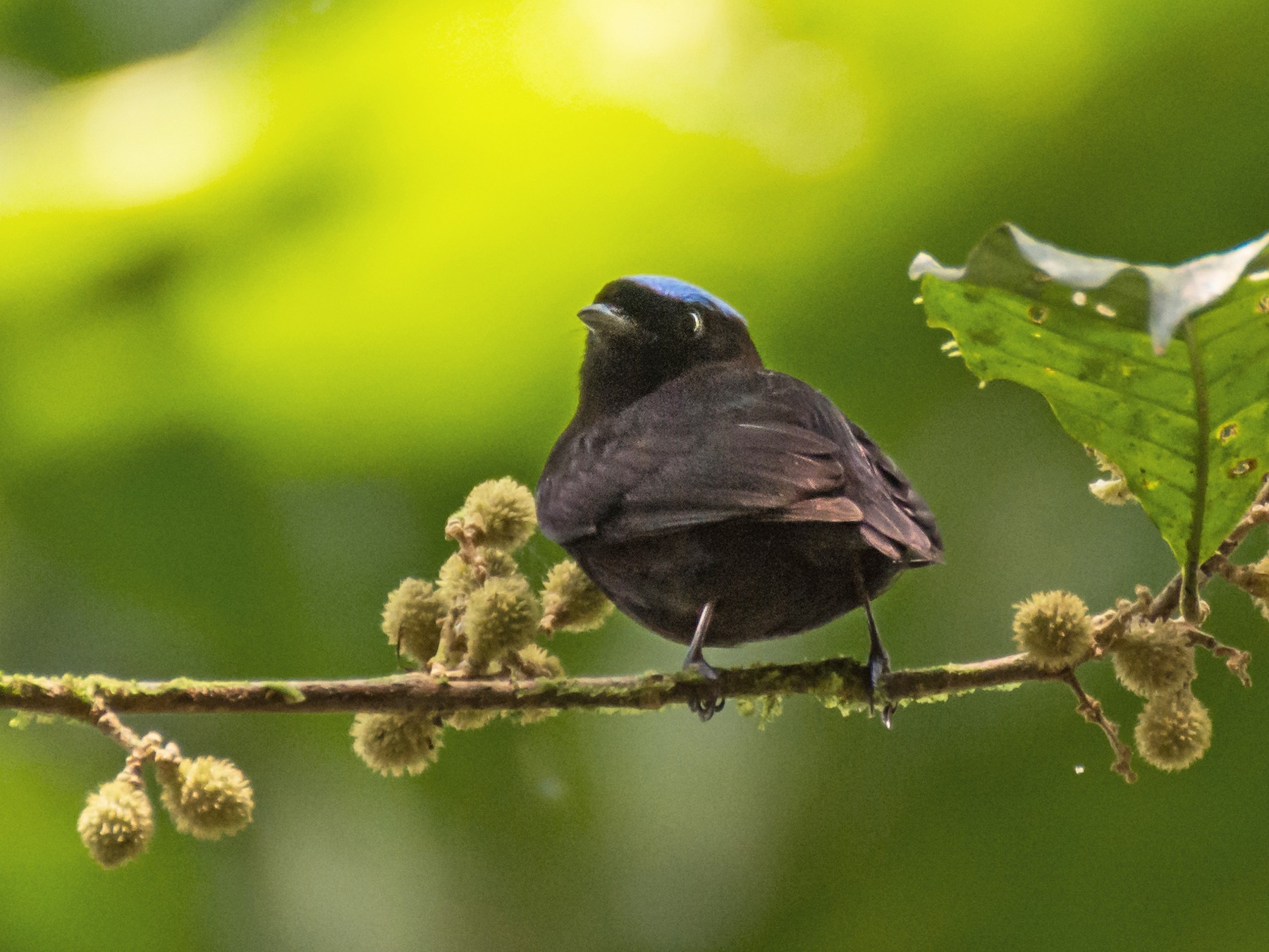 Blue-crowned Manakin - eBird