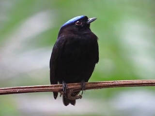 Velvety Manakin - Lepidothrix velutina - Birds of the World