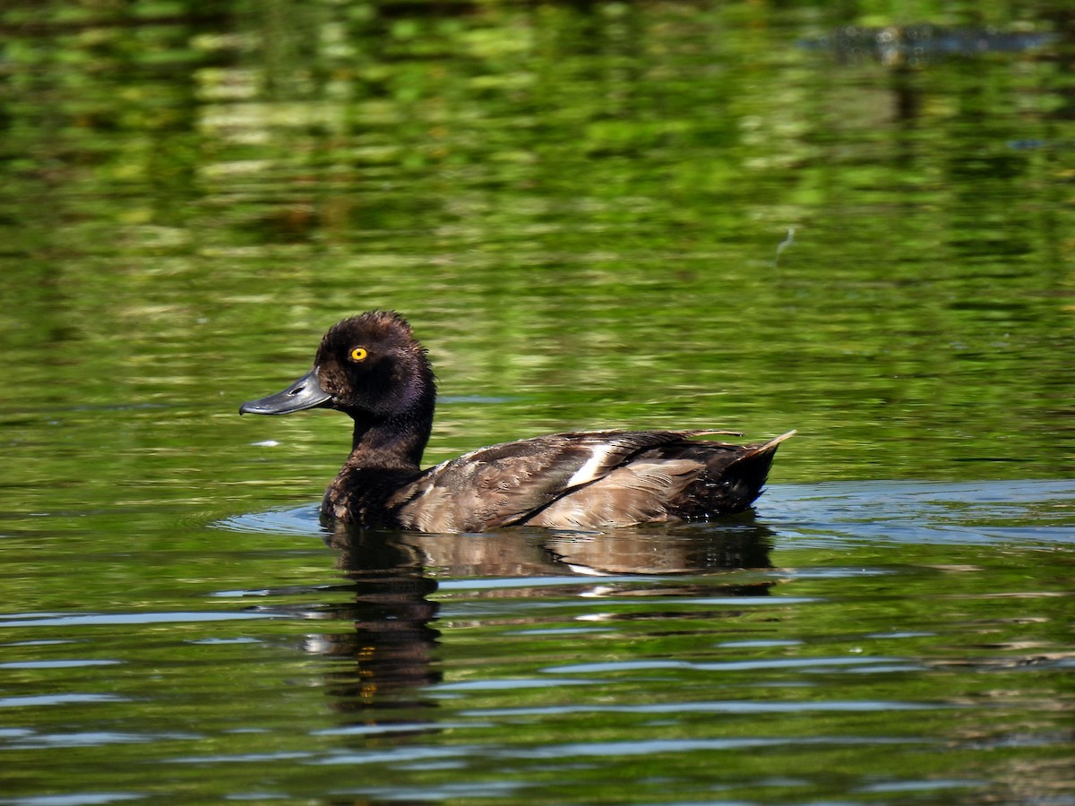 eBird Checklist - 27 Aug 2022 - Minor E Clark Fish Hatchery - 26 species