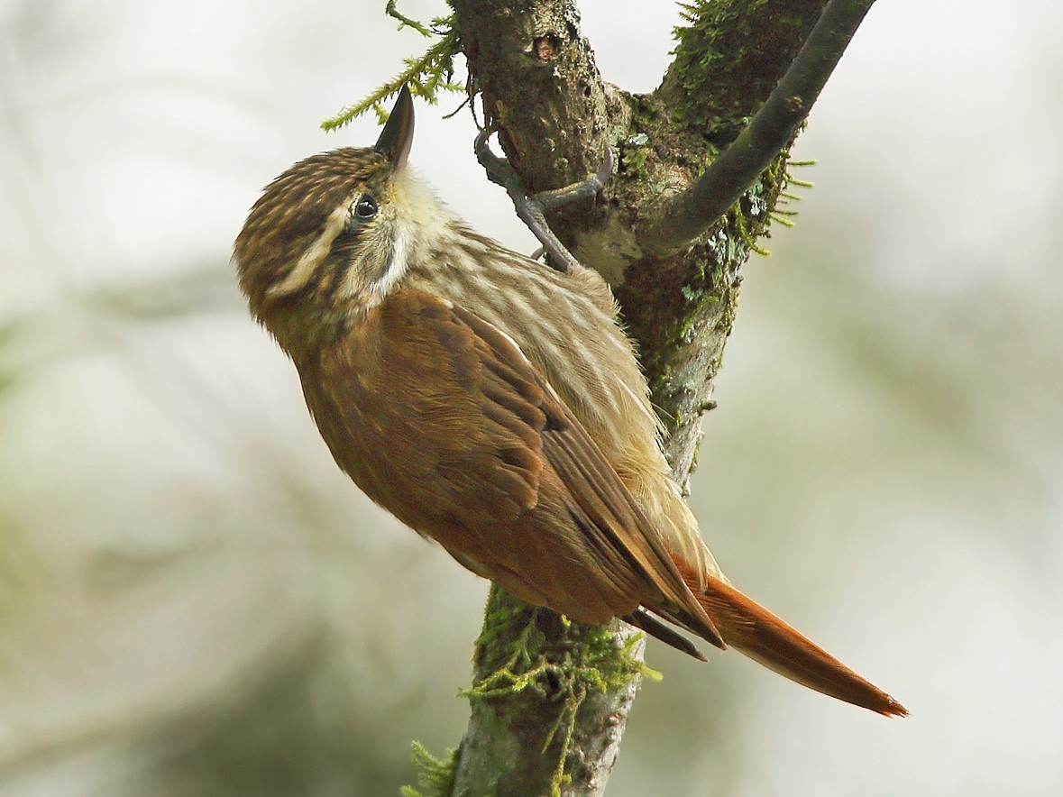 Streaked Xenops - Xenops rutilans - Birds of the World
