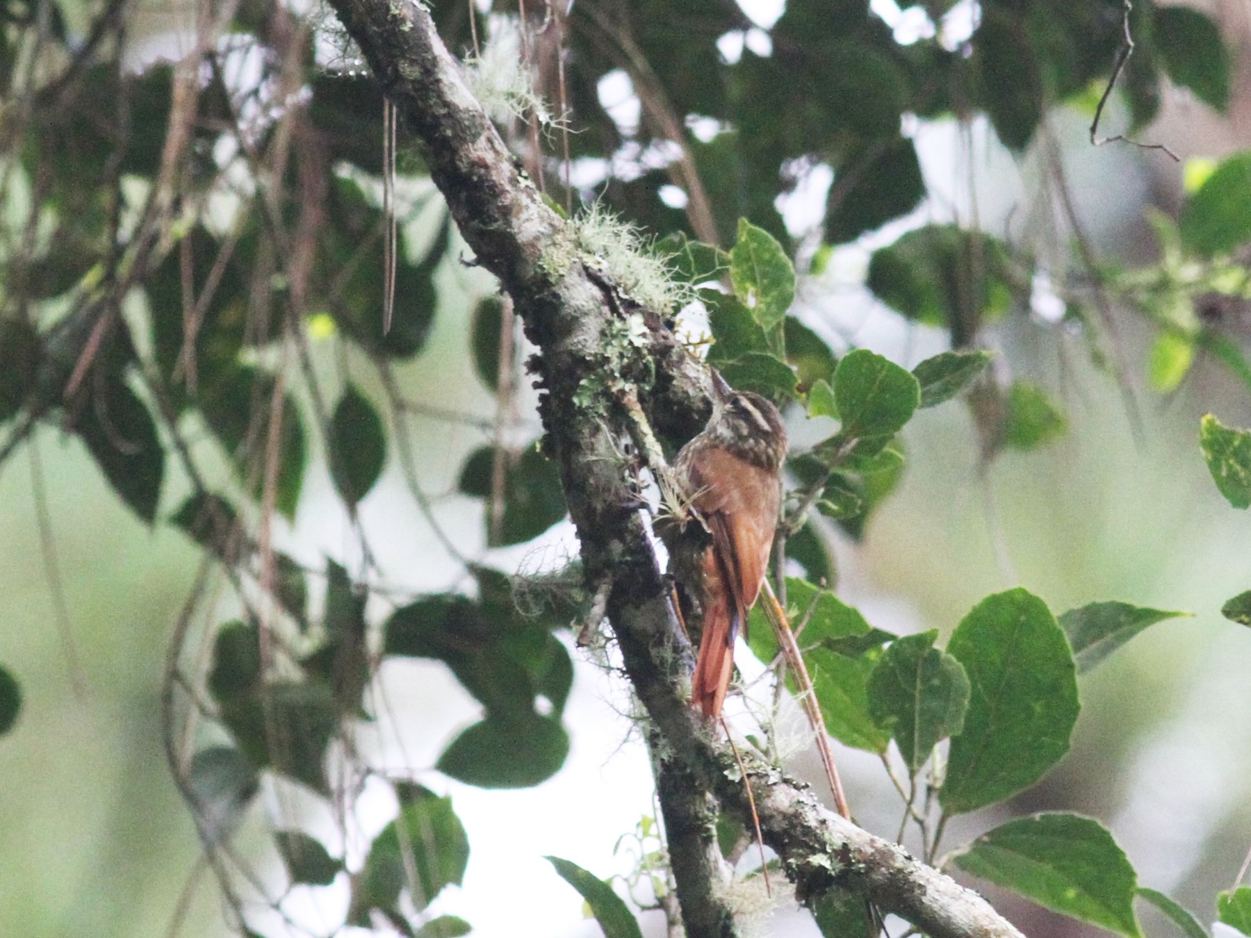 Streaked Xenops - eBird