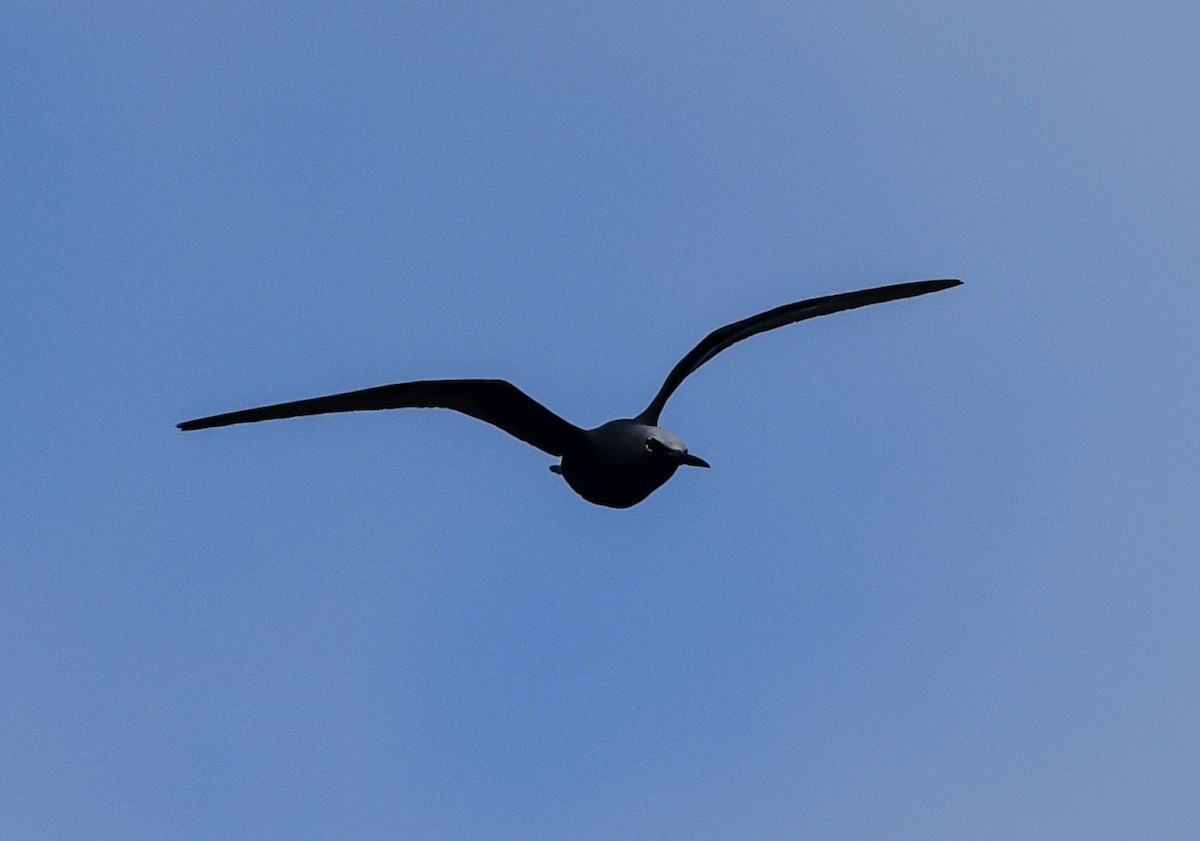 eBird Checklist - 28 Aug 2022 - Lord Howe Island - 17 species (+1 other ...