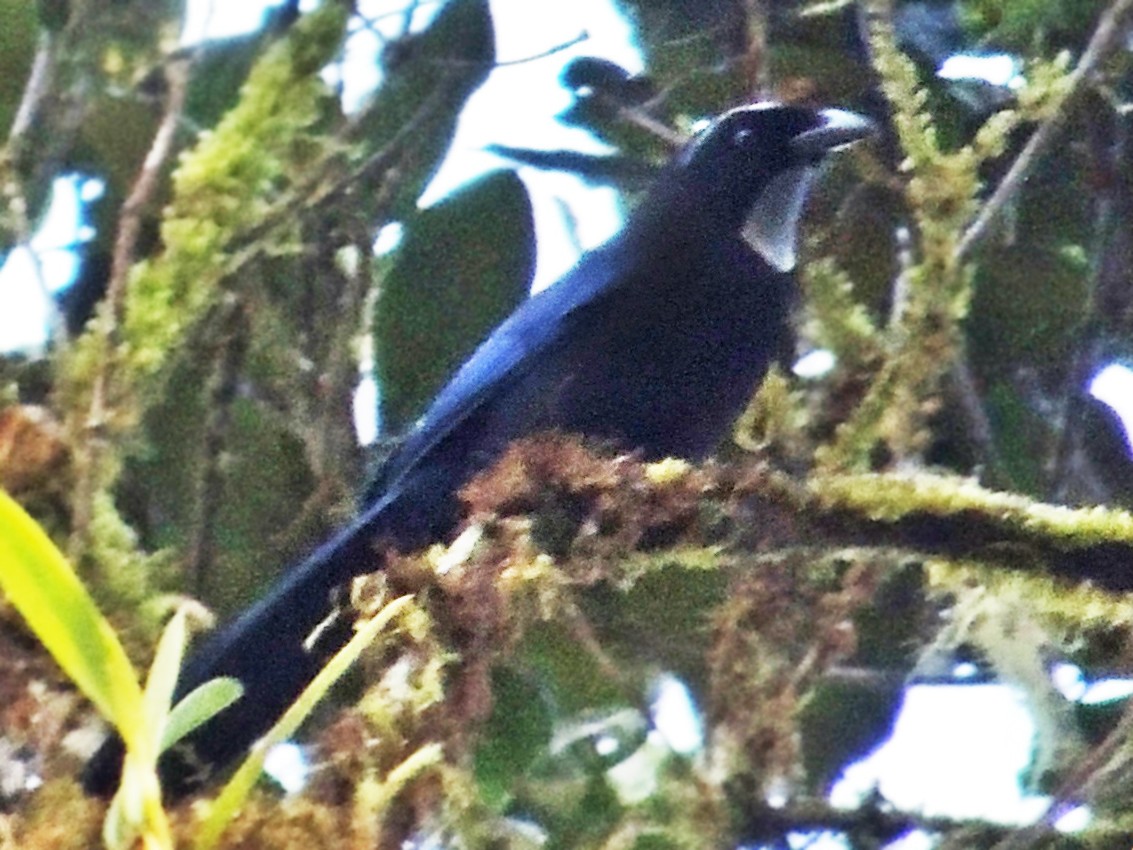 Silvery-throated Jay - Alaska eBird