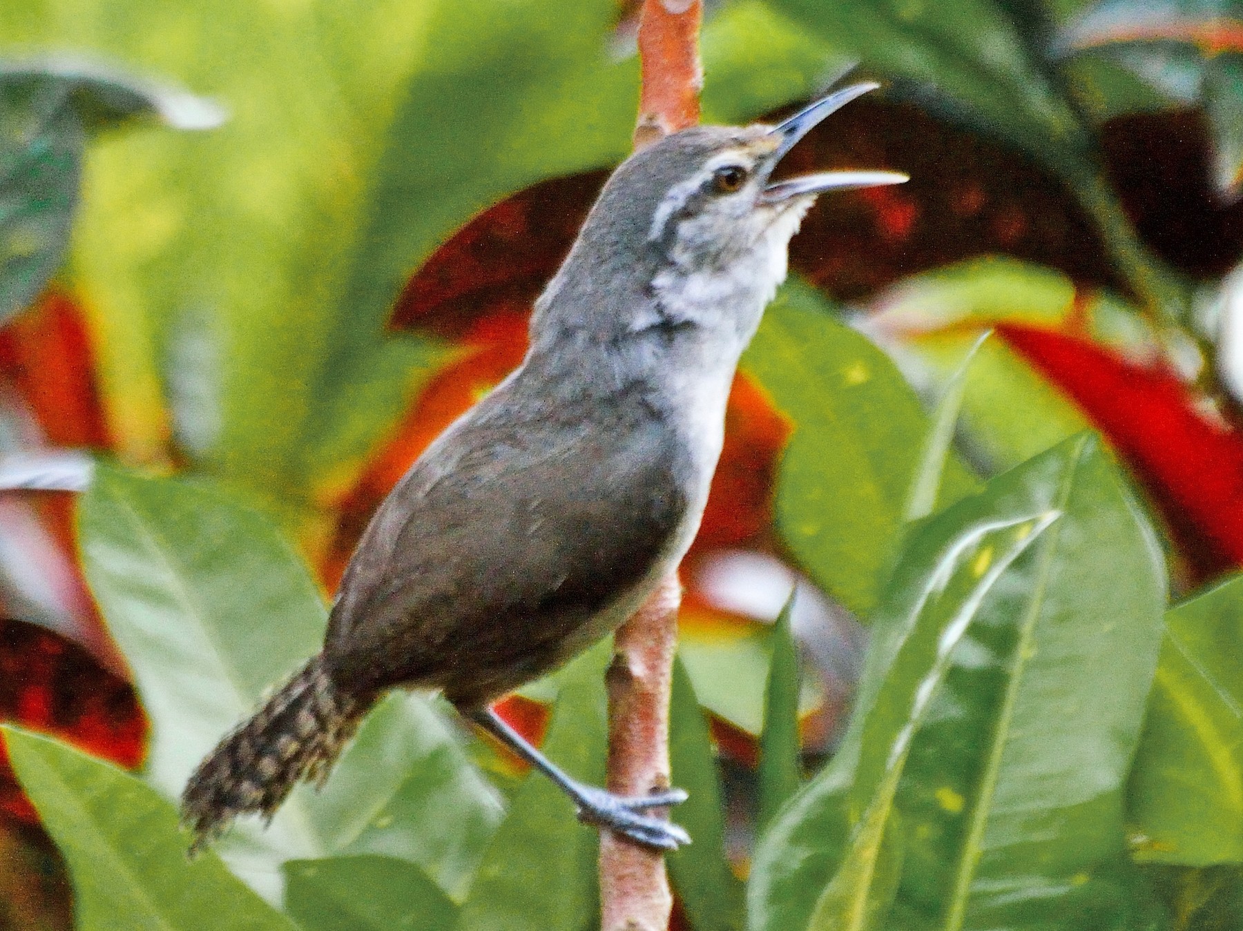 Saltapared de Pérez Zeledón - eBird