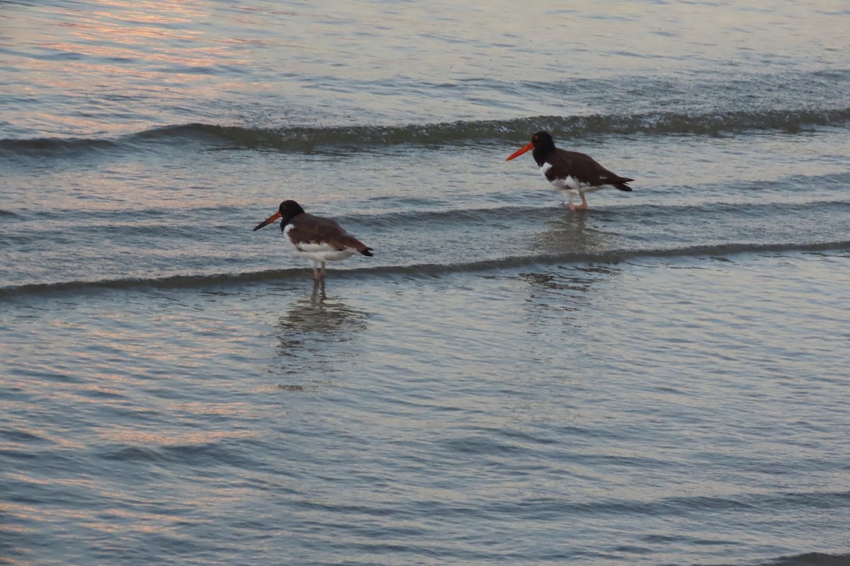 eBird Checklist - 28 Aug 2022 - San Carlos Bay/Bunche Beach Preserve ...