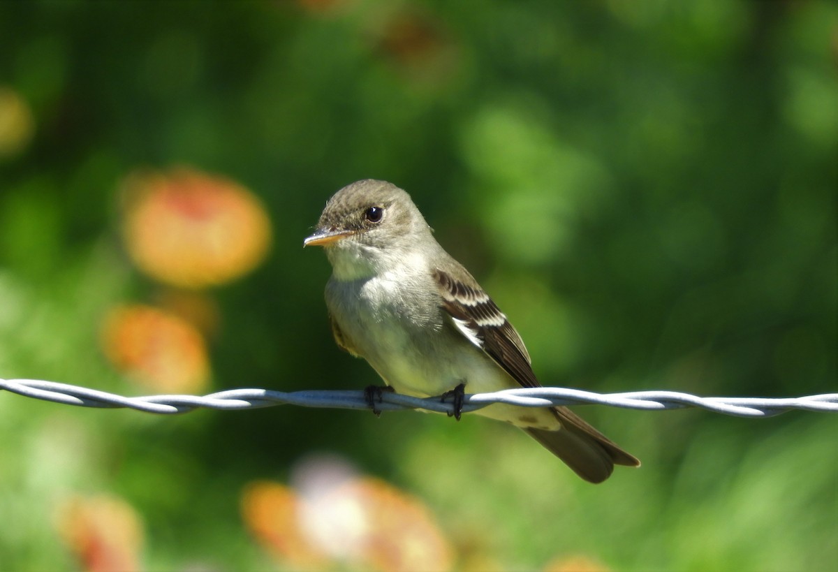 eBird Checklist - 2 May 2021 - Galveston--Settegast Rd. (UTC 067) - 4 ...