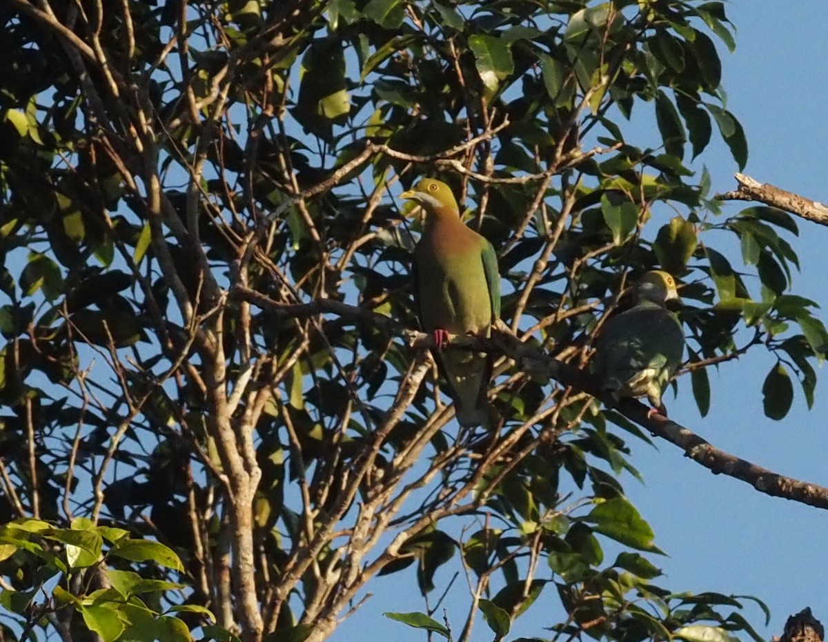 eBird Checklist - 21 Jul 2022 - Varirata National Park - 68 species