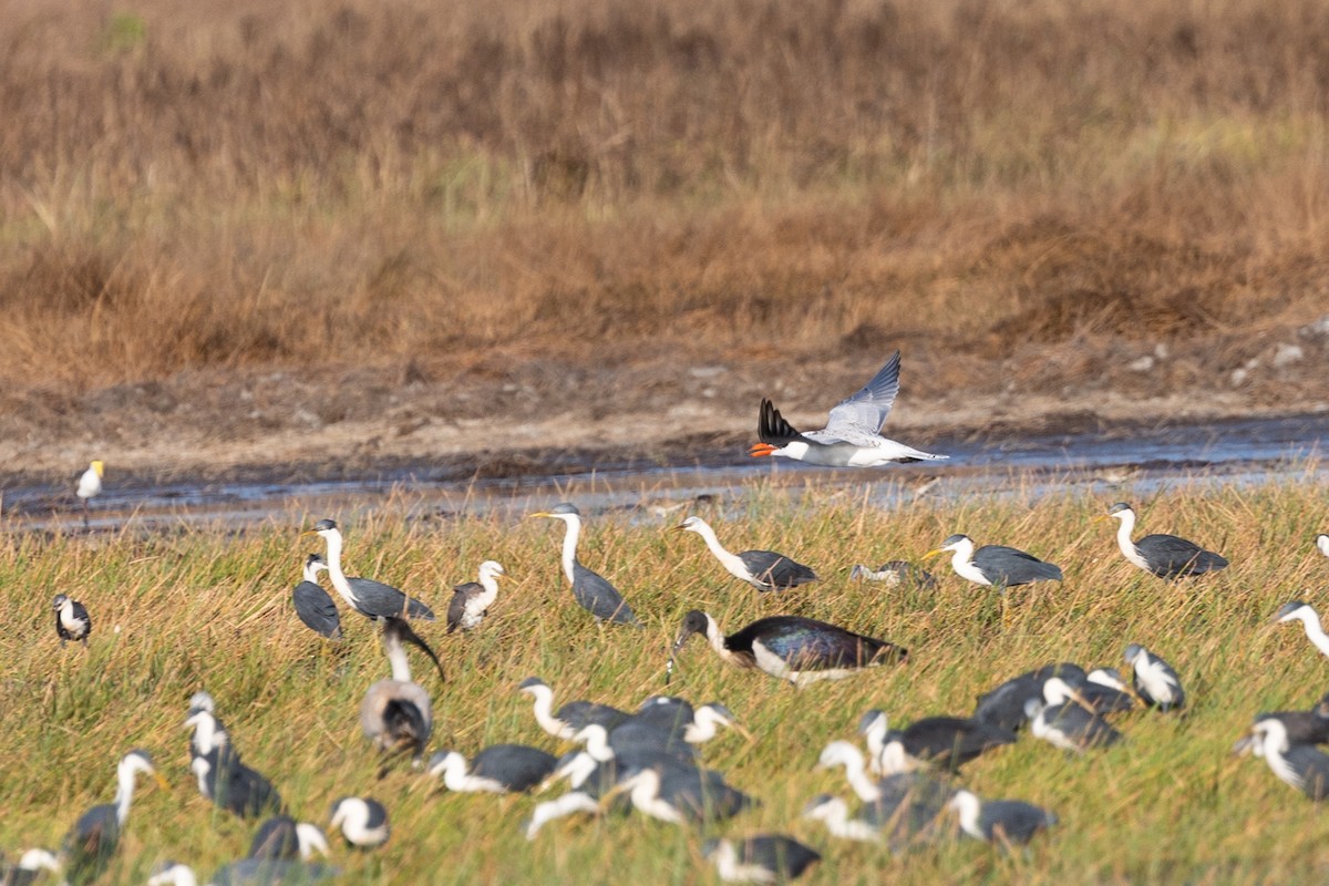 eBird Australia Checklist - 29 Aug 2022 - Holmes Jungle Nature Reserve ...