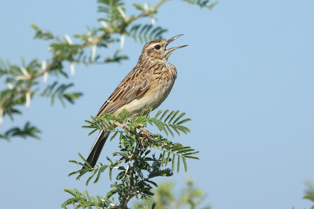 Photos - Short-clawed Lark - Certhilauda chuana - Birds of the World
