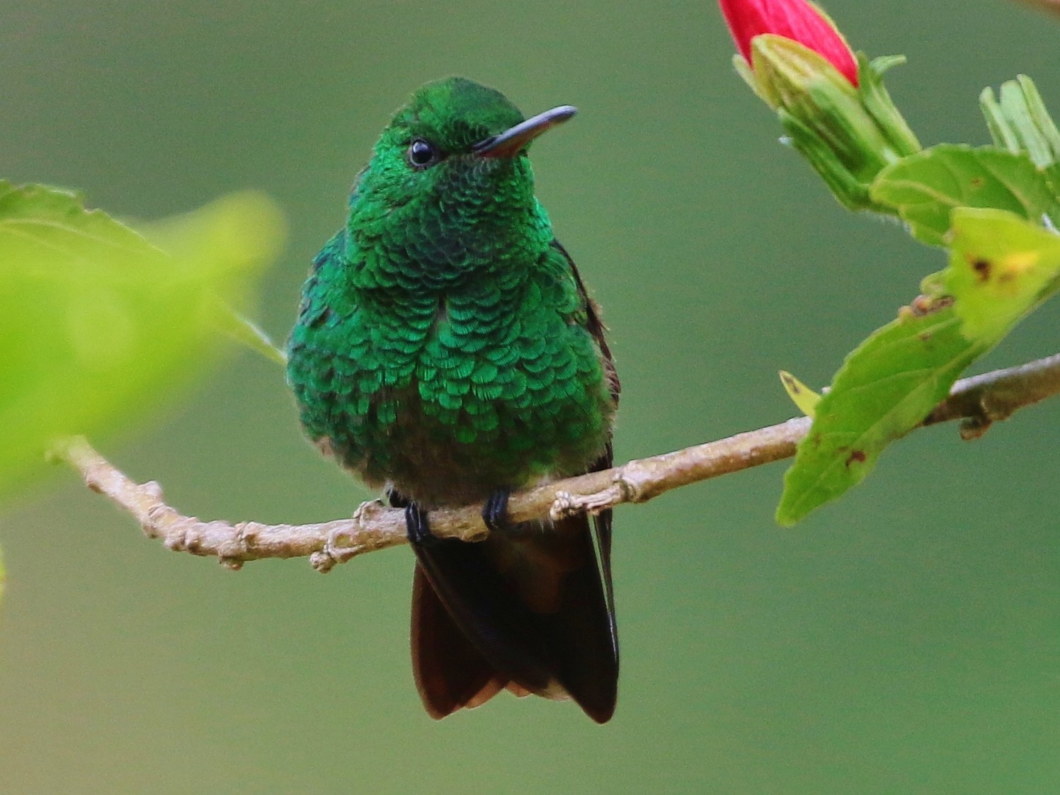 Green-bellied Hummingbird - eBird