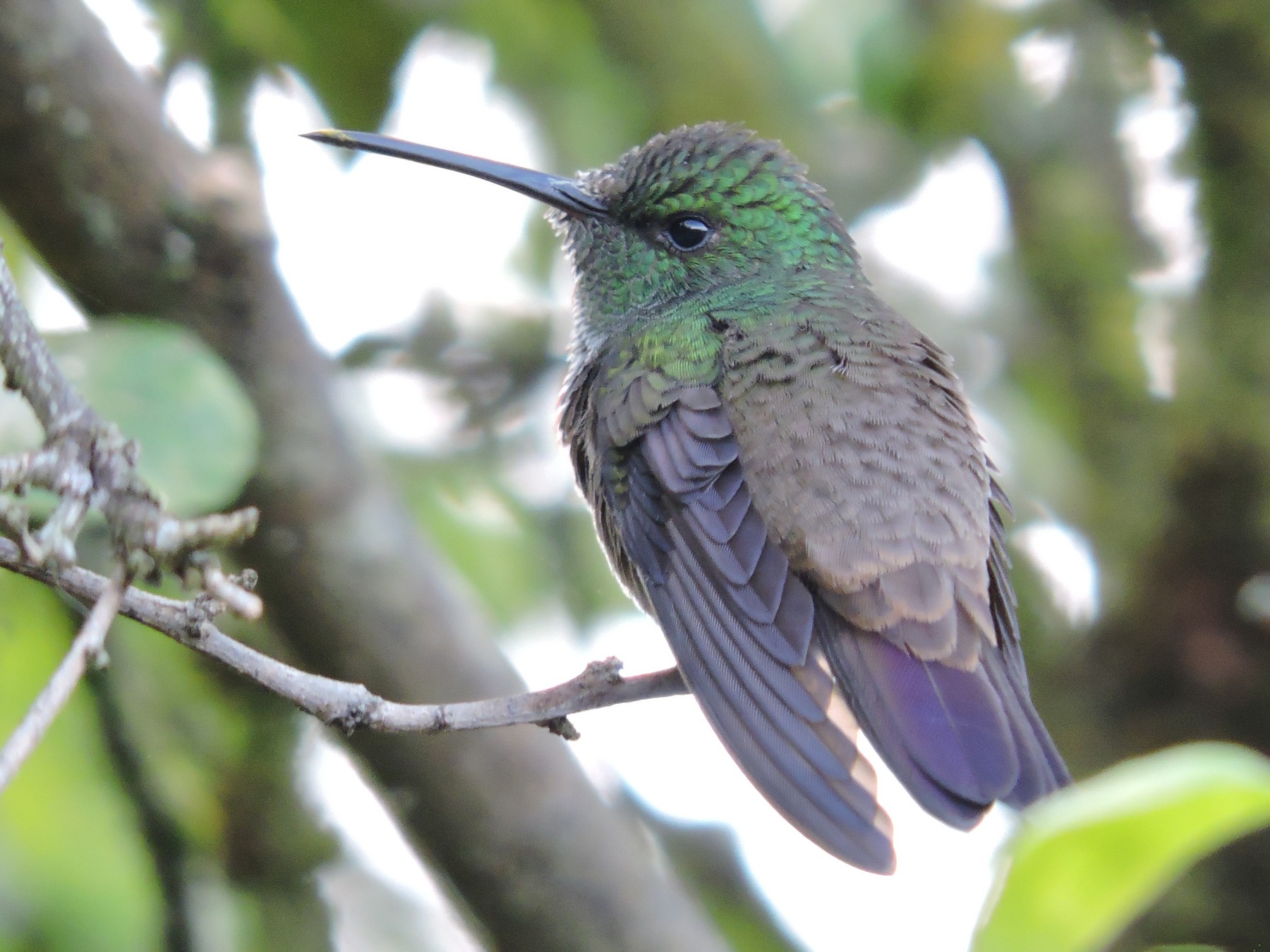 Green-bellied Hummingbird - eBird