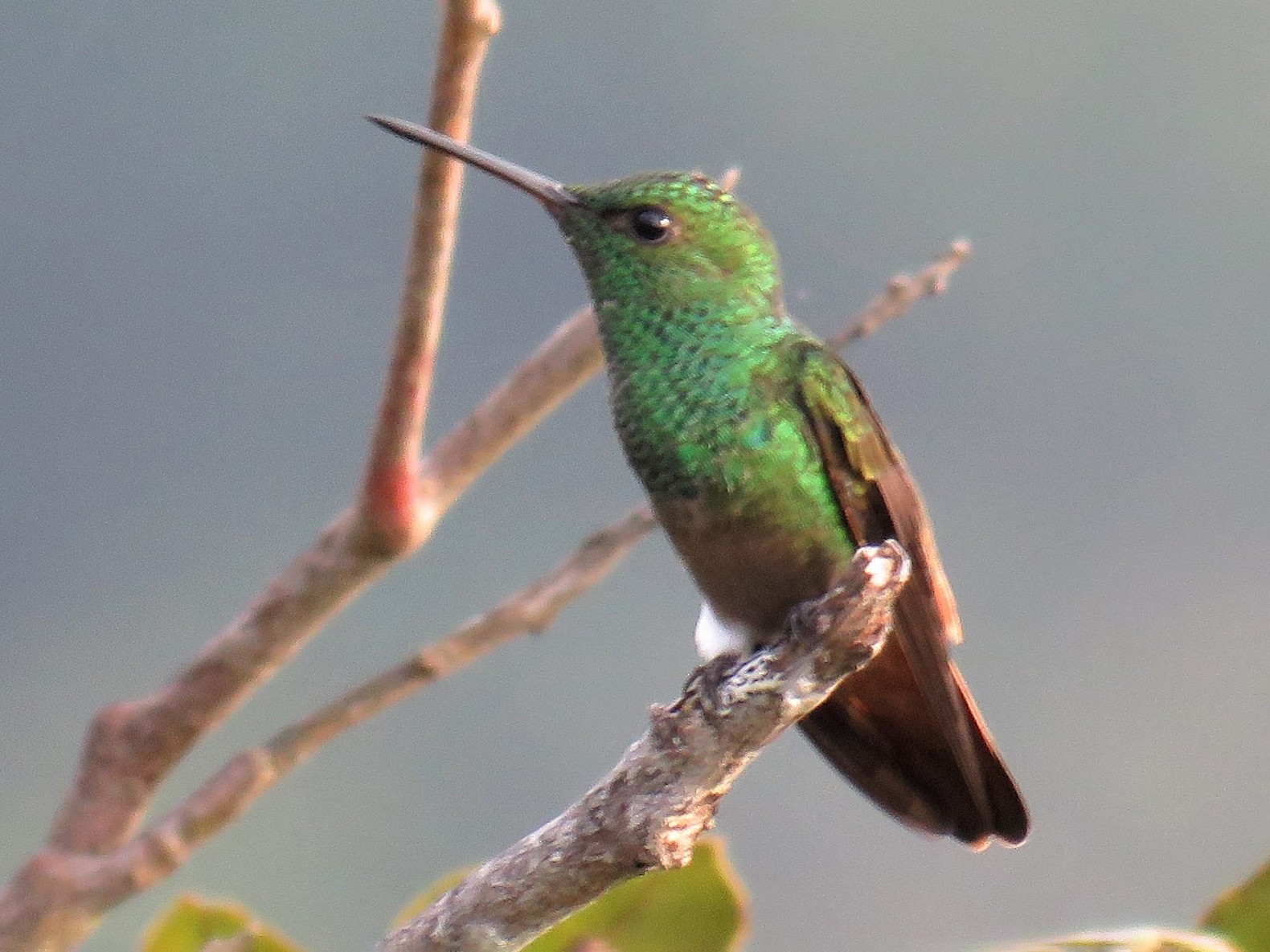 Copper-tailed Hummingbird - eBird
