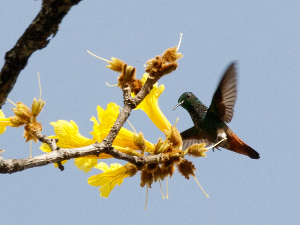 Copper-tailed Hummingbird - eBird