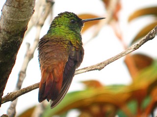 Copper-tailed Hummingbird - eBird