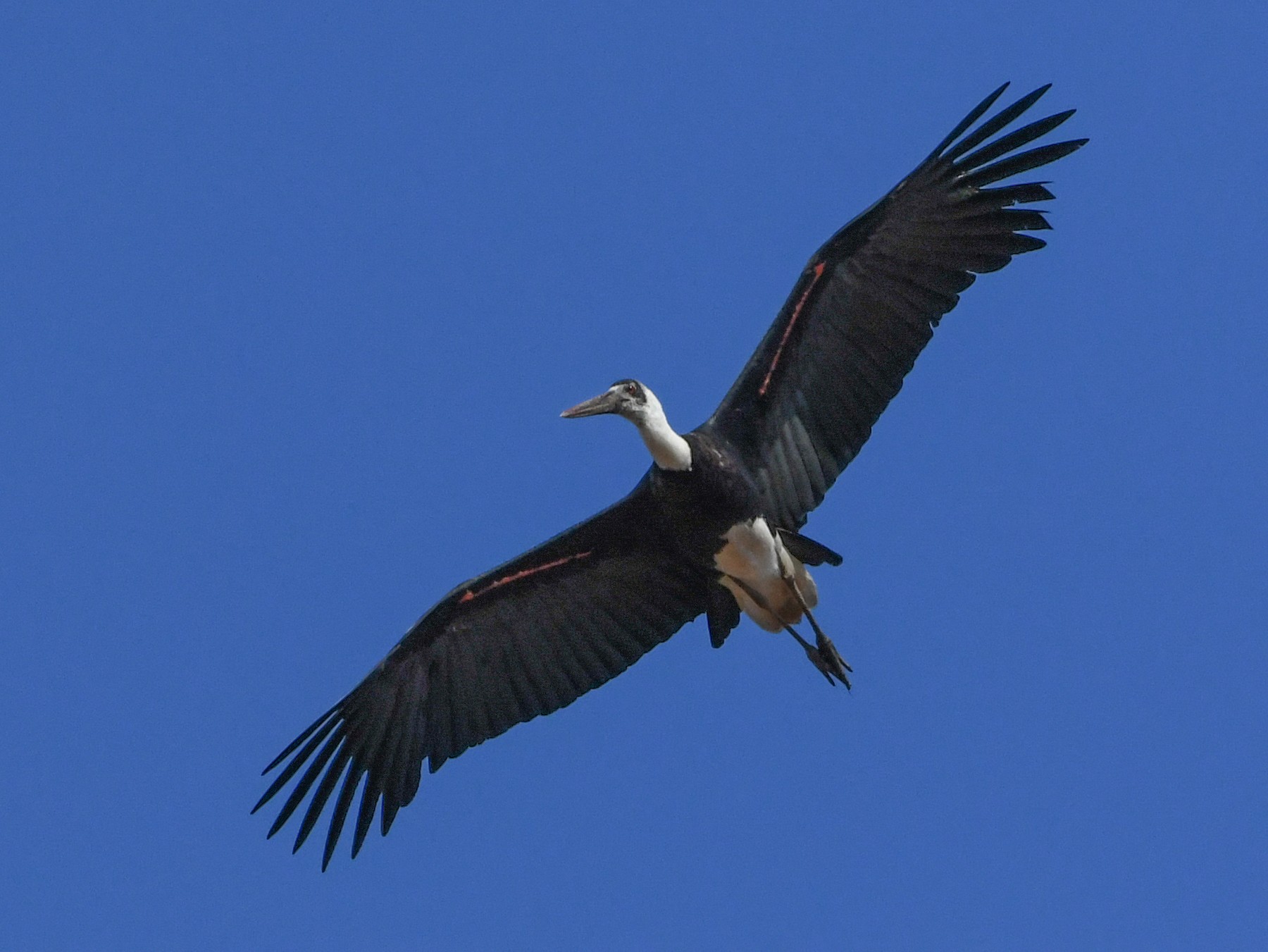 African Woolly-necked Stork - eBird