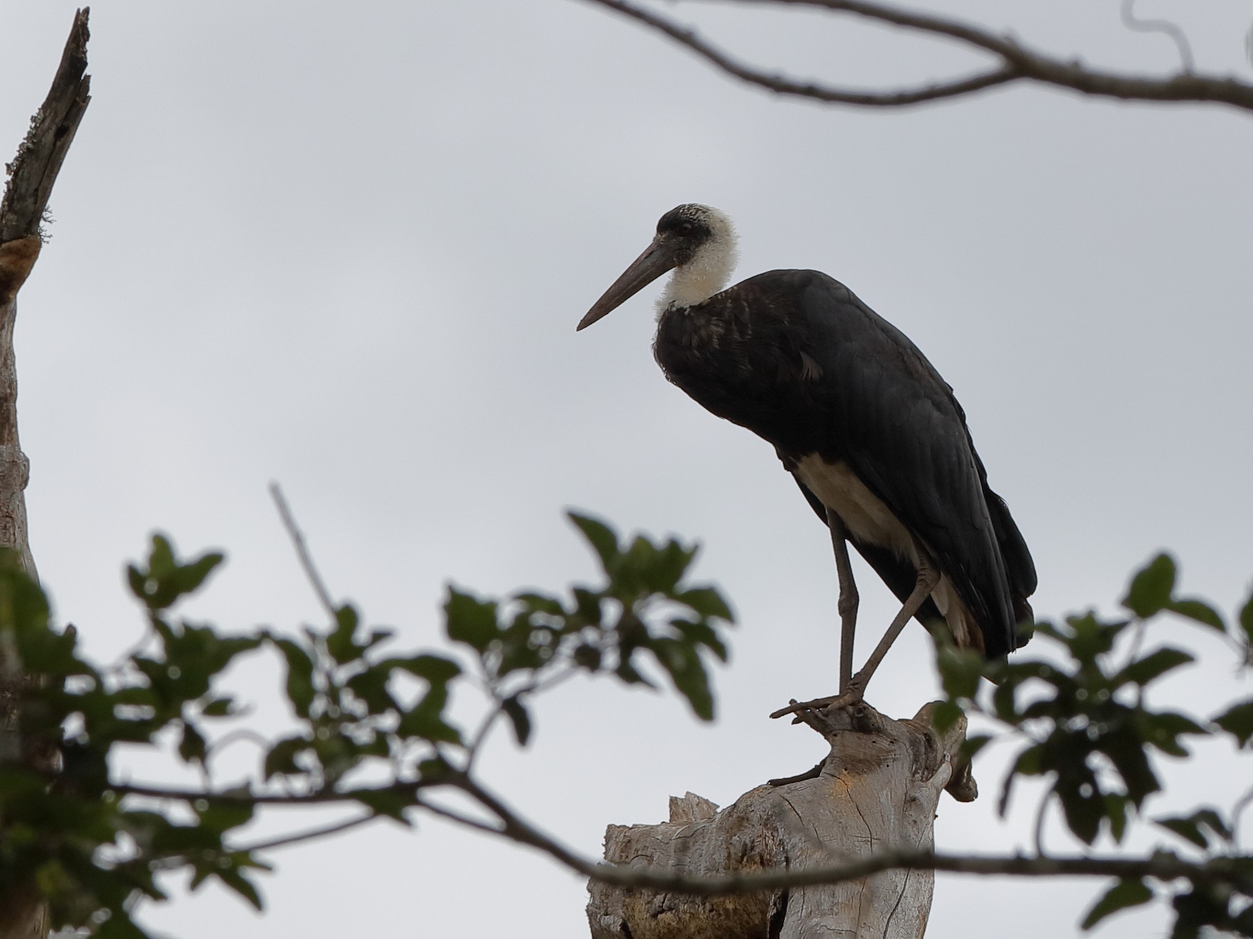 African Woolly-necked Stork - eBird