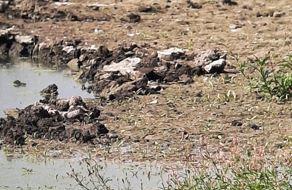 eBird Portugal Checklist - 29 Aug 2022 - Lagoa da Salgueirinha - 24 species
