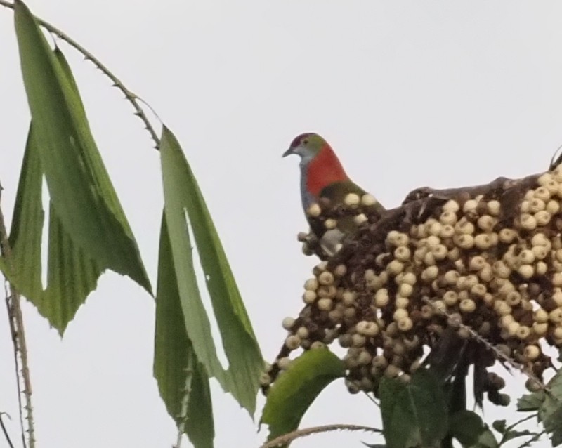 eBird Checklist - 31 Jul 2022 - Tabubil Area - 65 species (+1 other taxa)