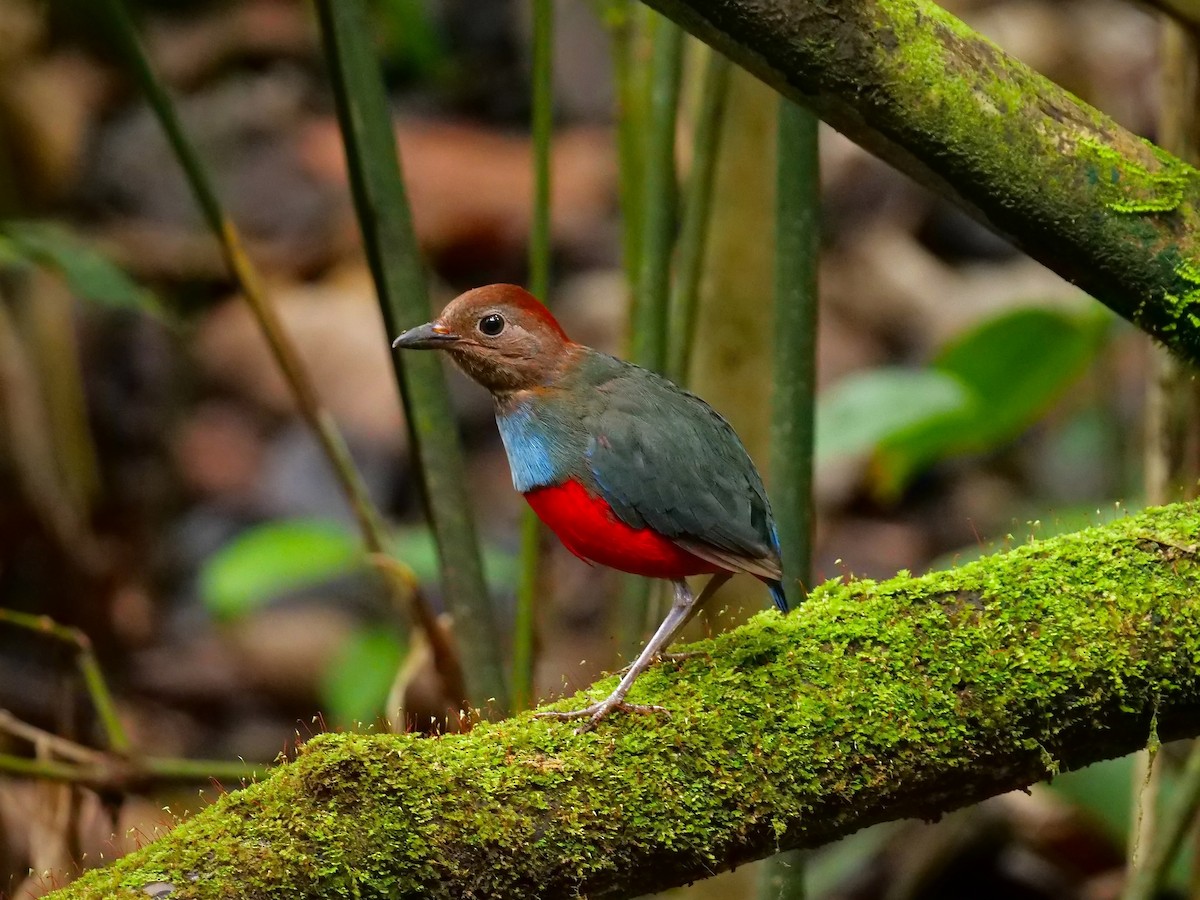 ML479430711 North Moluccan Pitta Macaulay Library