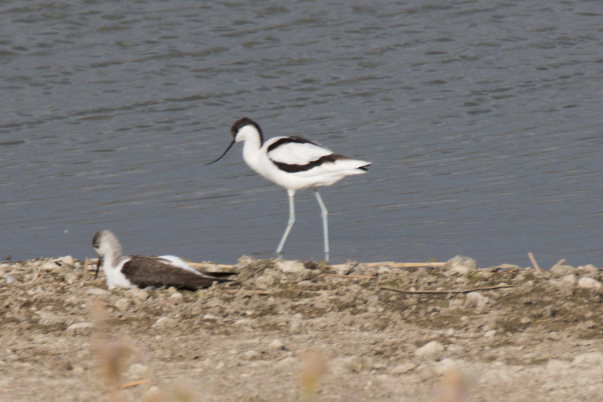 eBird Checklist - 27 Aug 2022 - Mogan Gölü--Güney - 41 species