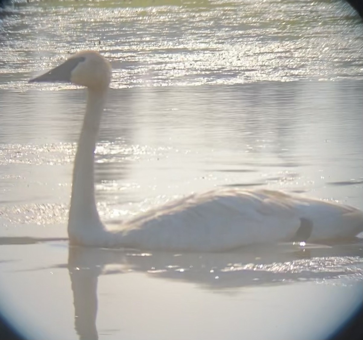 eBird Pacific Northwest Checklist - 29 Aug 2022 - Fern Ridge WMA--Royal ...