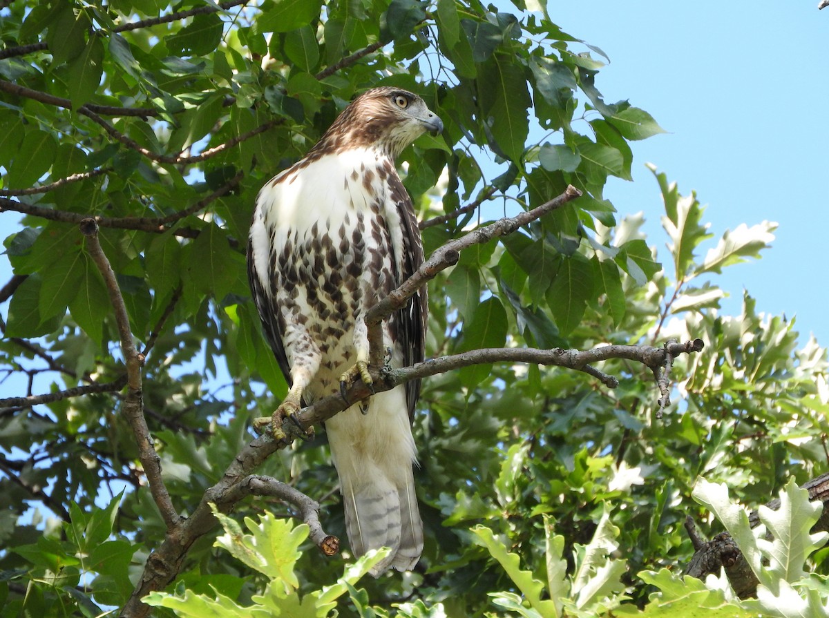 Mass Audubon eBird Checklist - 29 Aug 2022 - Boston Nature Center ...