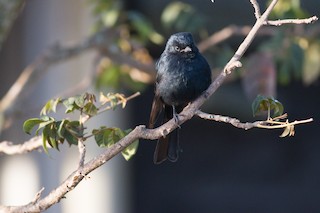Southern Black-Flycatcher - Melaenornis pammelaina - Birds of the World